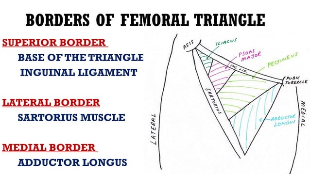 Femoral Triangle basic anatomy of human.pptx