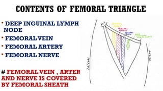 Femoral Triangle basic anatomy of human.pptx