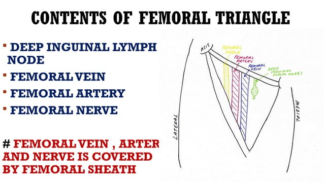 Femoral Triangle basic anatomy of human.pptx
