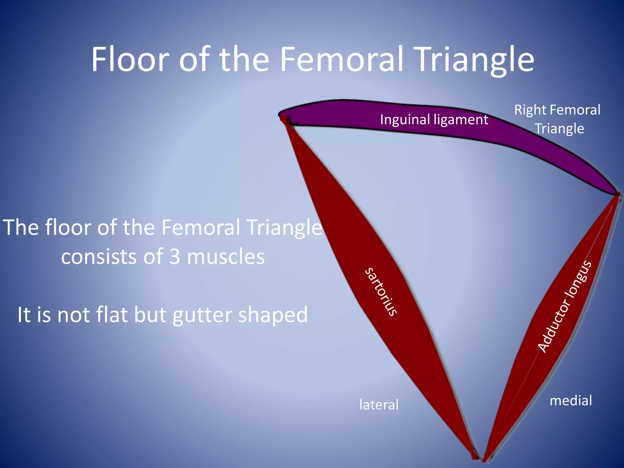 Femoral triangle | PPTX