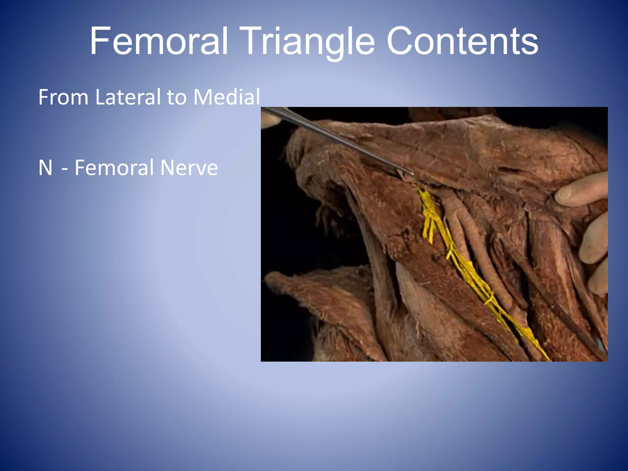 Femoral triangle | PPTX