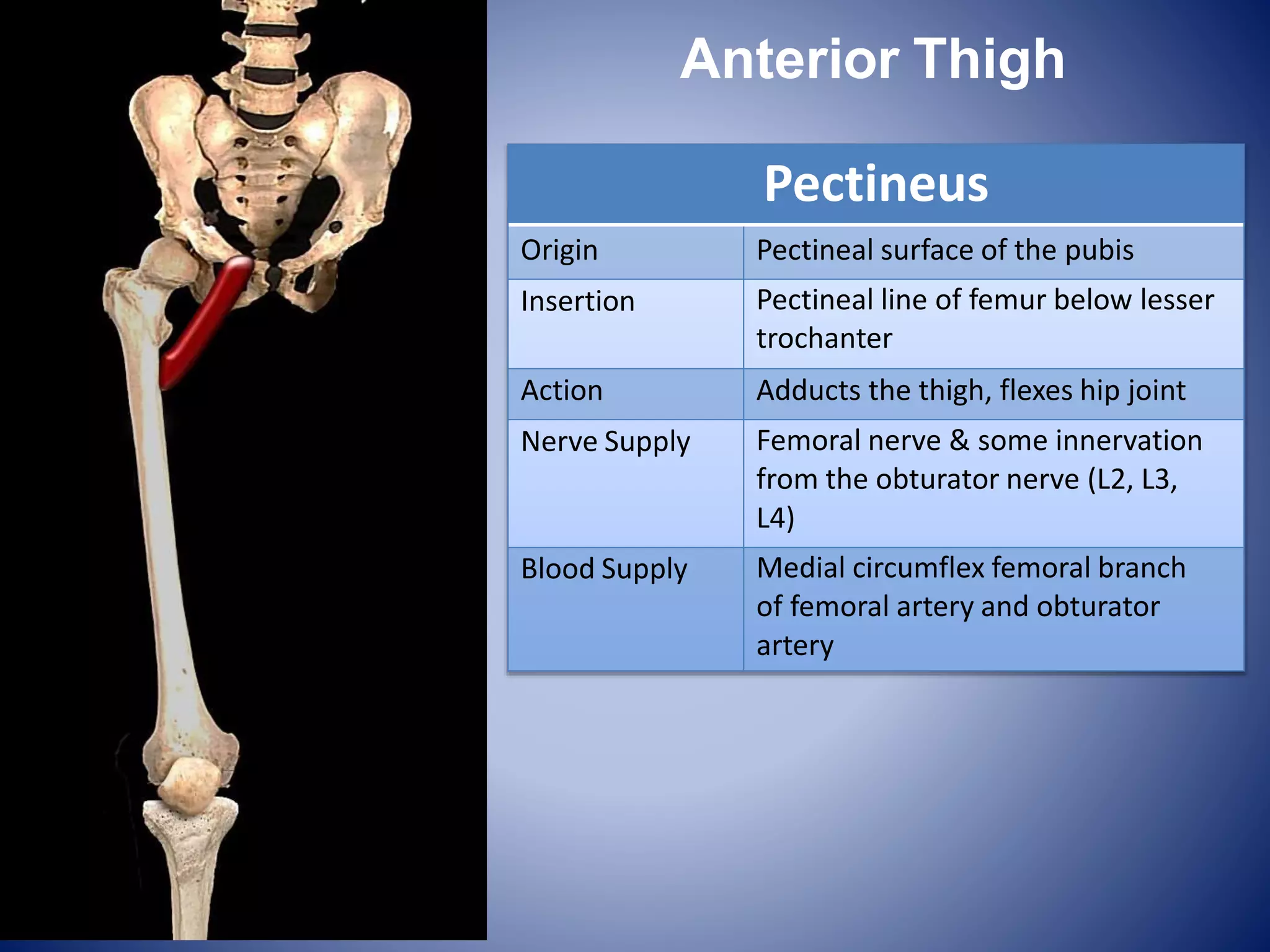 Femoral triangle | PPTX