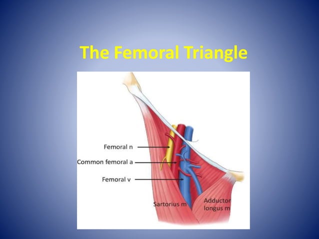 Femoral triangle | PPTX