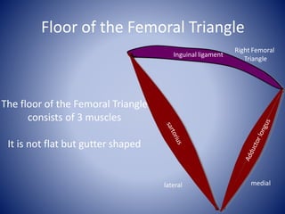 Femoral triangle | PPTX