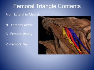Femoral triangle | PPTX