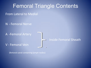 Femoral triangle | PPTX