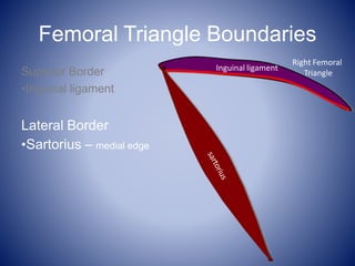 Femoral triangle | PPTX