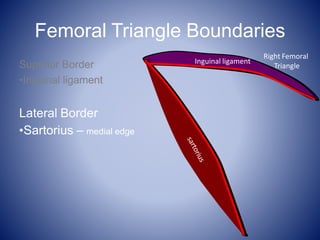 Femoral triangle | PPTX