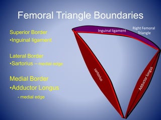 Femoral triangle | PPTX