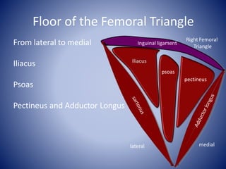 Femoral Triangle Floor