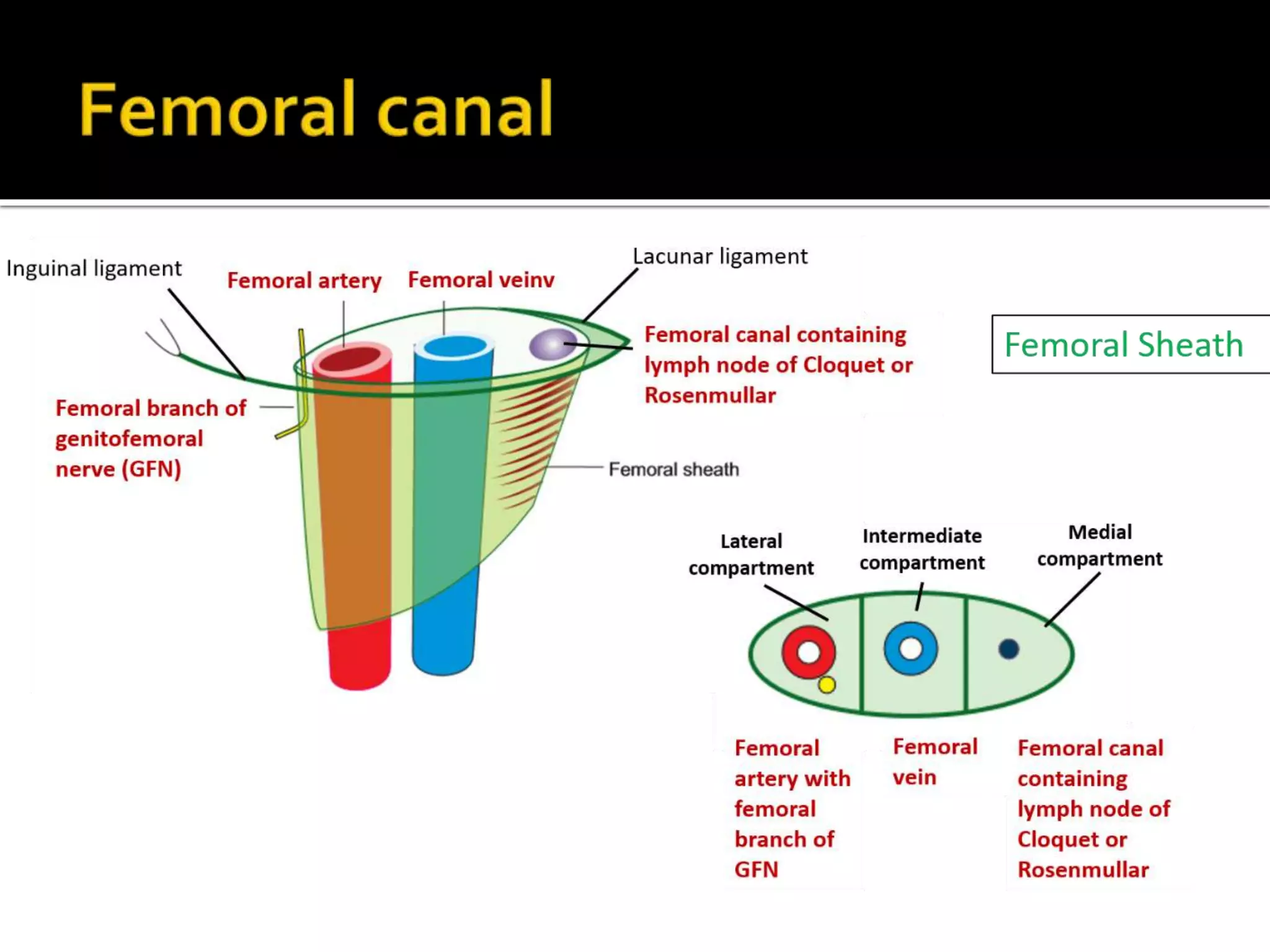 Femoral Triangle & Addutor canal.pptx