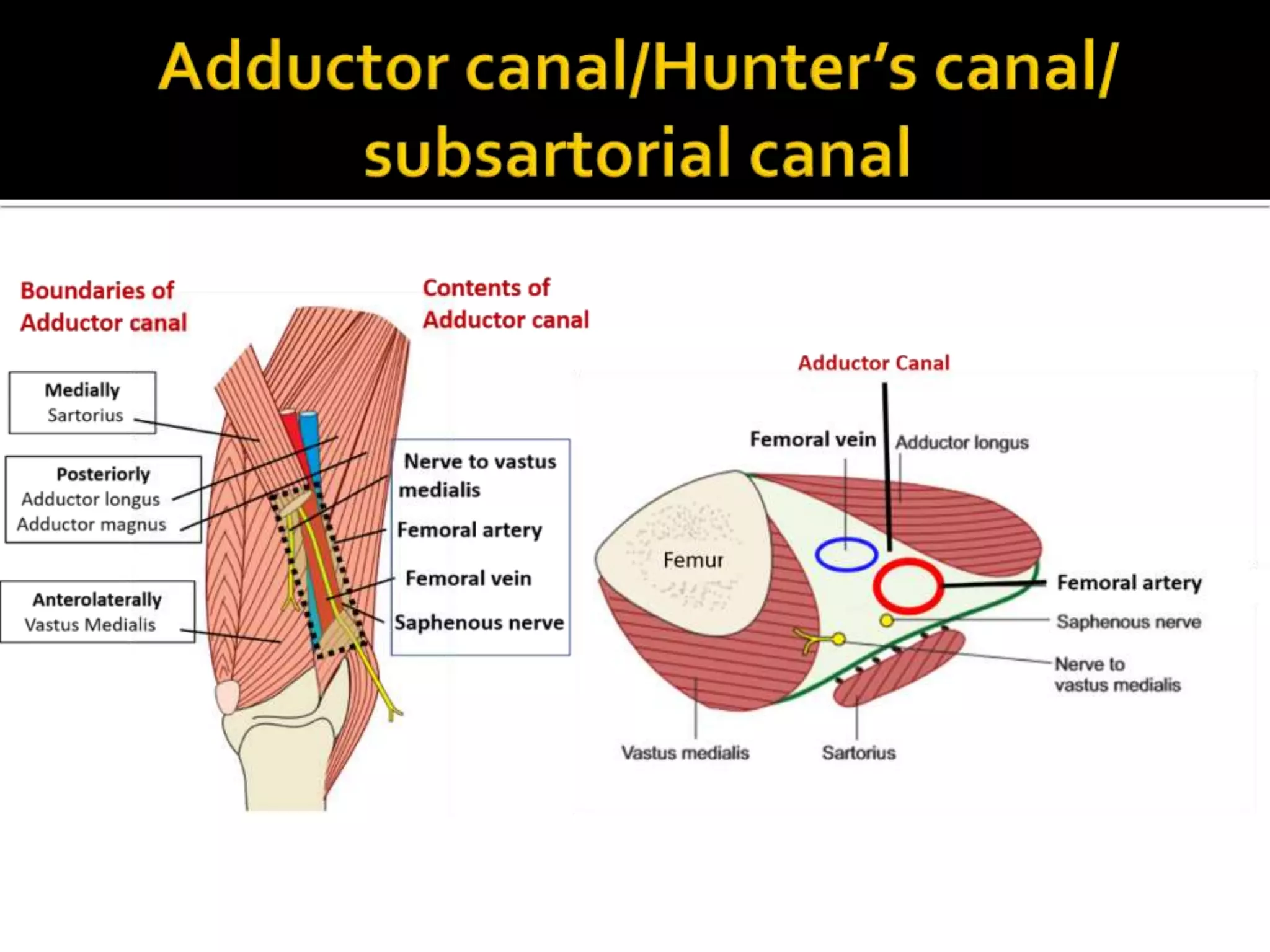 Femoral Triangle & Addutor canal.pptx