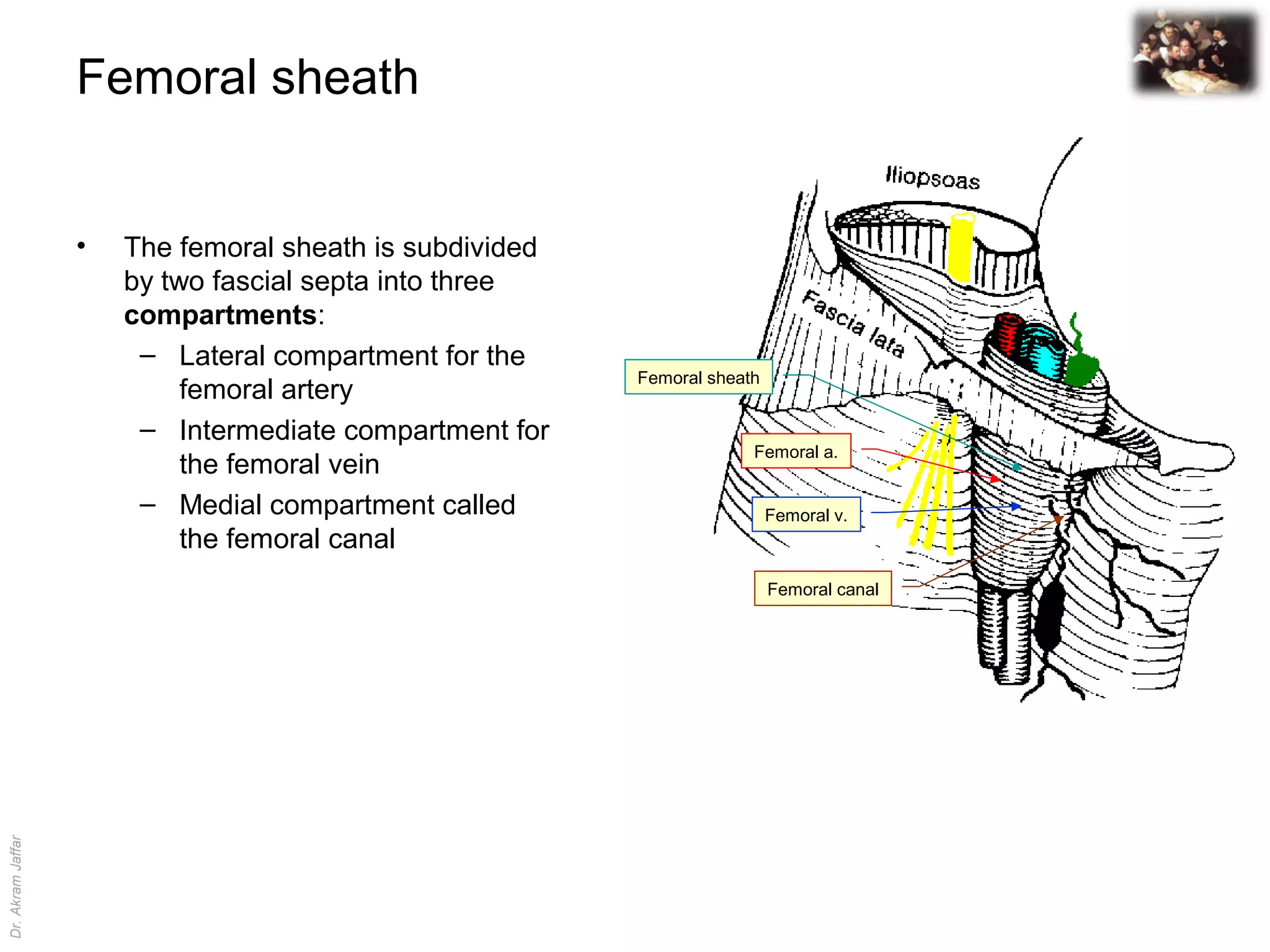 Femoral triangle and venous drainage in the lower limg | PPT