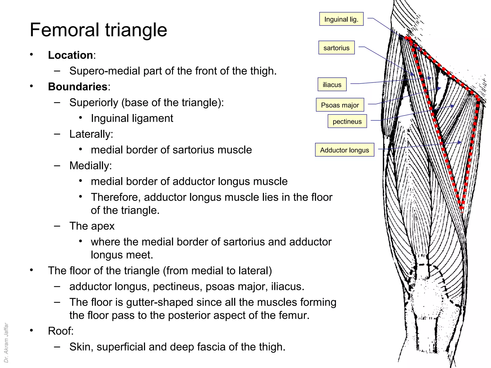 Femoral triangle and venous drainage in the lower limg | PPT