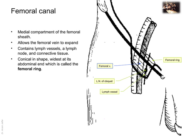 Femoral triangle and venous drainage in the lower limg | PPT | Death ...