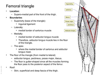 Femoral Triangle Surface Anatomy