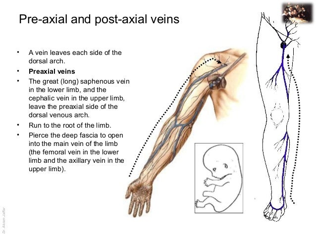 Femoral triangle and venous drainage in the lower limg
