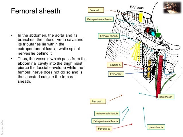 Femoral Sheath Contents