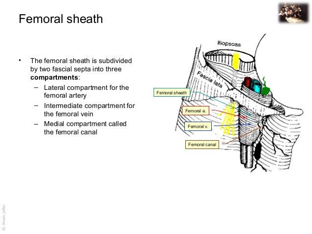 Femoral Sheath Contents