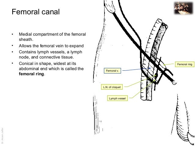 Femoral triangle and venous drainage in the lower limg