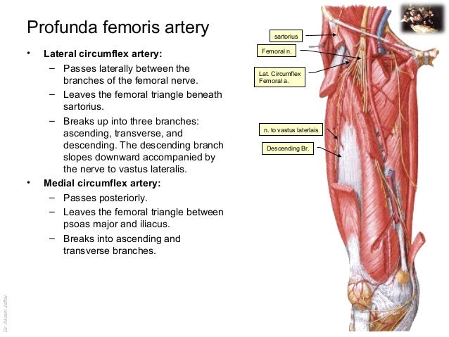 Femoral triangle and venous drainage in the lower limg