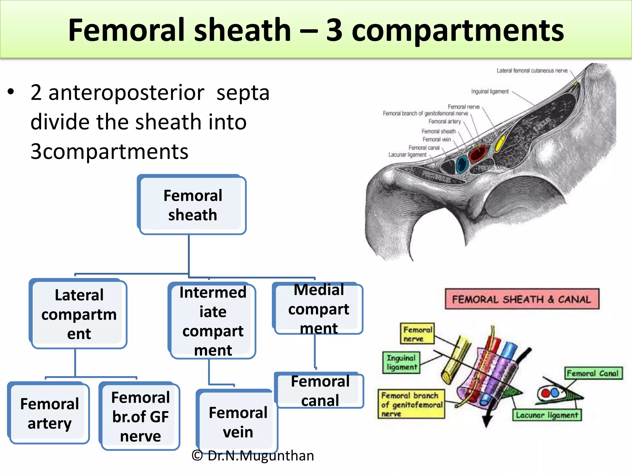 Femoral triangle & inguinal lymph nodes Dr.N.Mugunthan | PDF