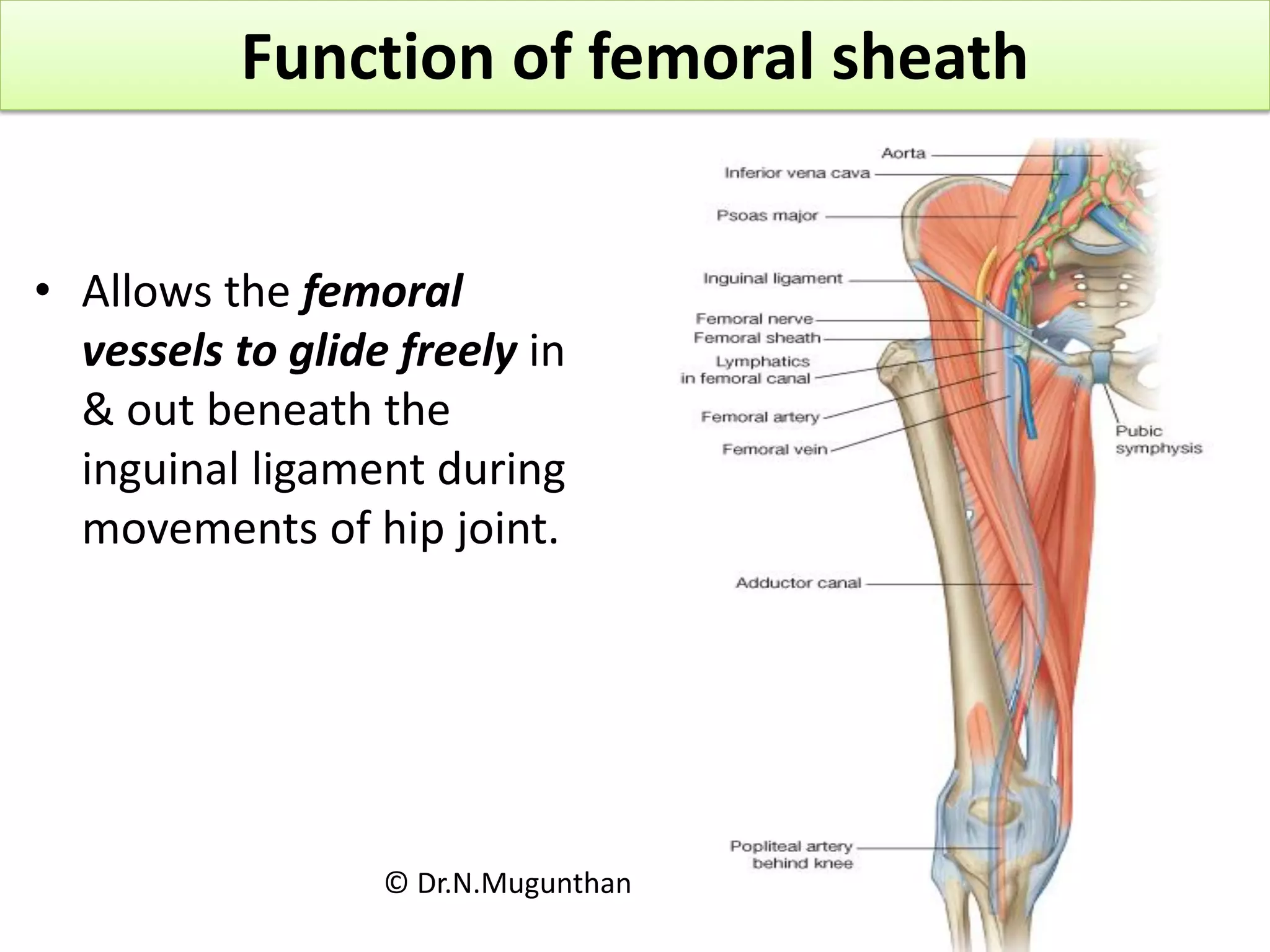 Femoral triangle & inguinal lymph nodes Dr.N.Mugunthan | PDF