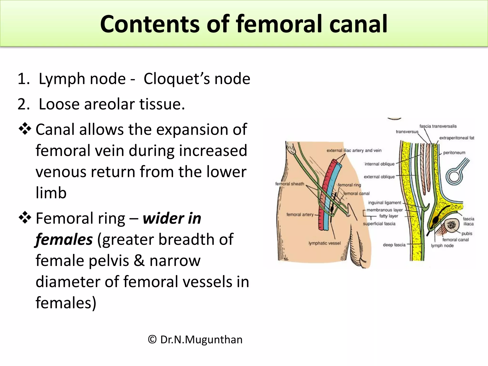 Femoral triangle & inguinal lymph nodes Dr.N.Mugunthan | PDF | Death ...
