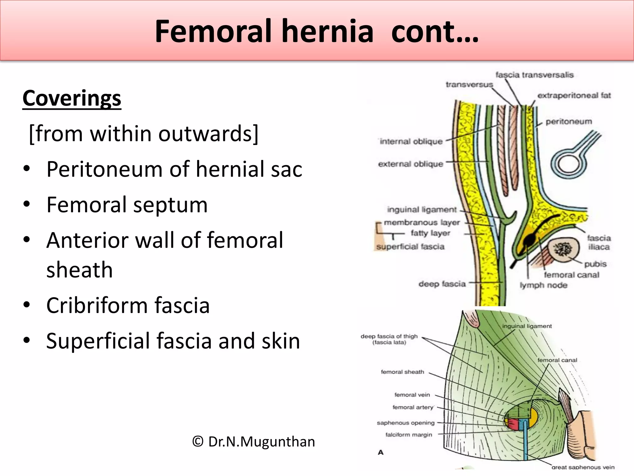 Femoral triangle & inguinal lymph nodes Dr.N.Mugunthan | PDF