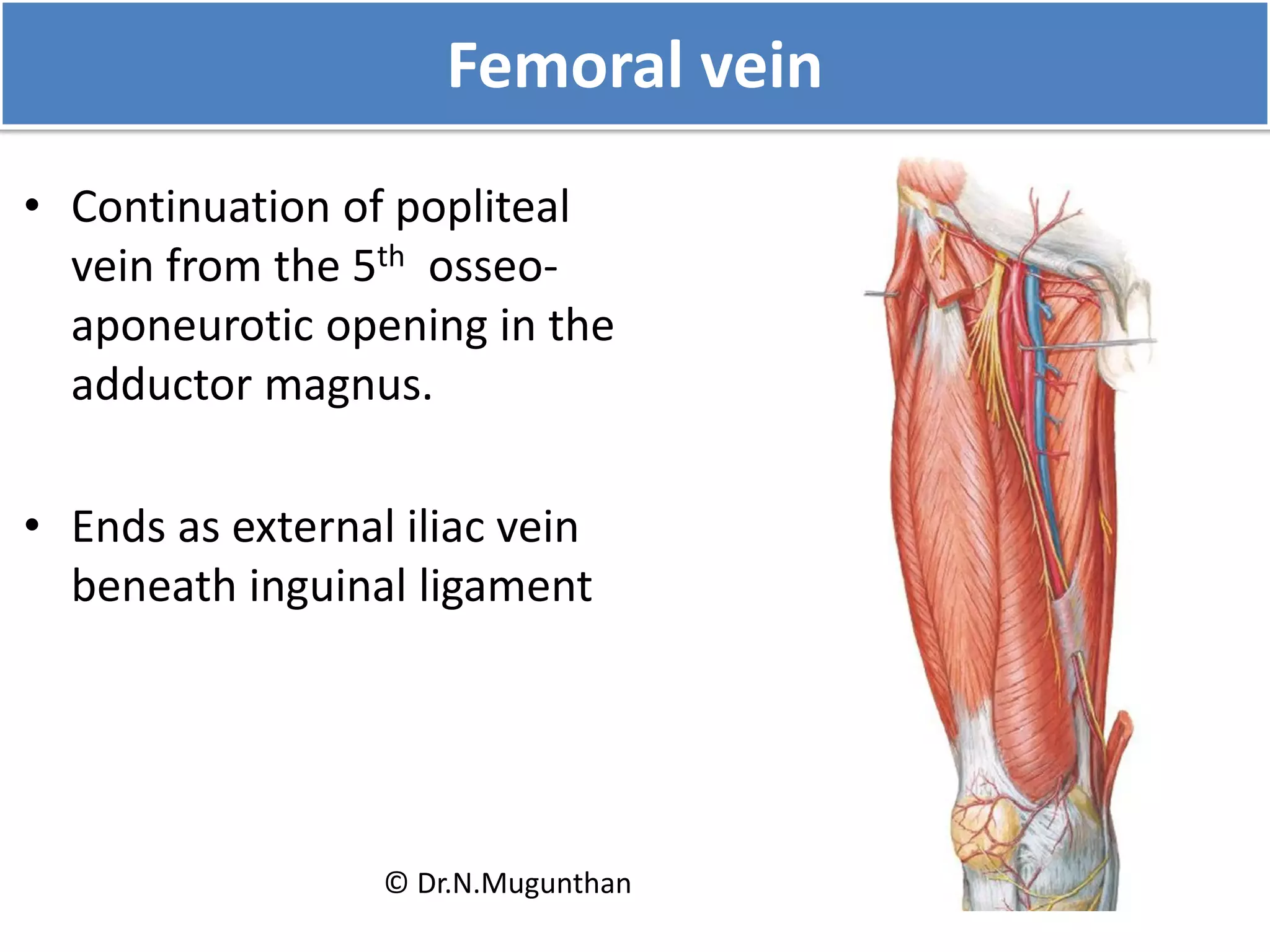 Femoral triangle & inguinal lymph nodes Dr.N.Mugunthan | PDF