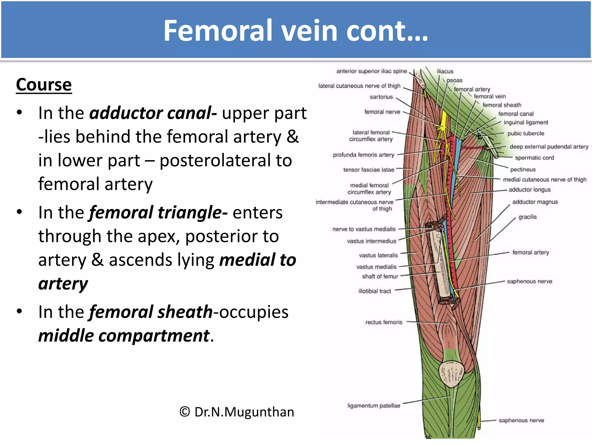 Femoral triangle & inguinal lymph nodes Dr.N.Mugunthan | PDF | Death ...