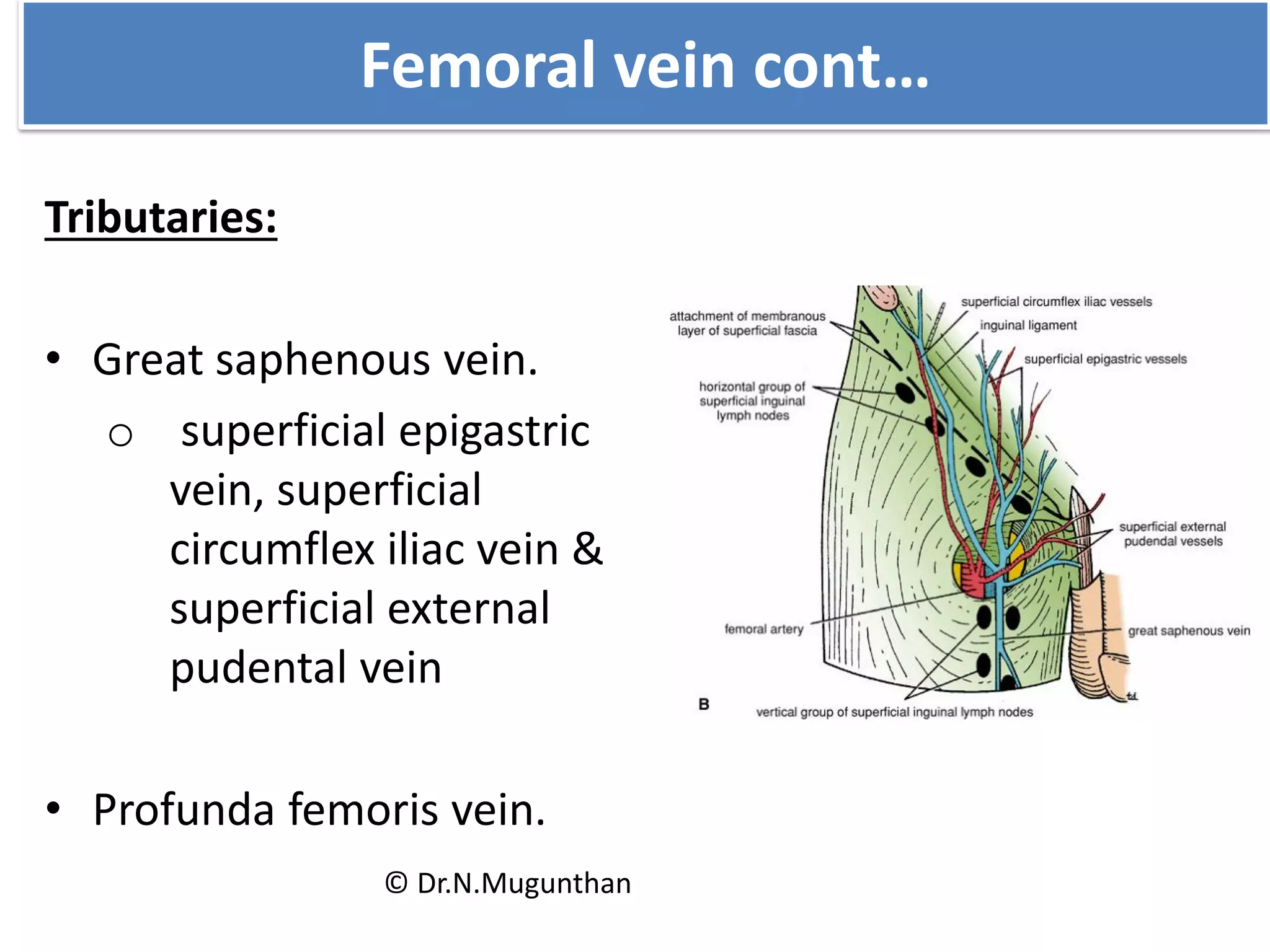 Femoral triangle & inguinal lymph nodes Dr.N.Mugunthan | PDF | Death ...