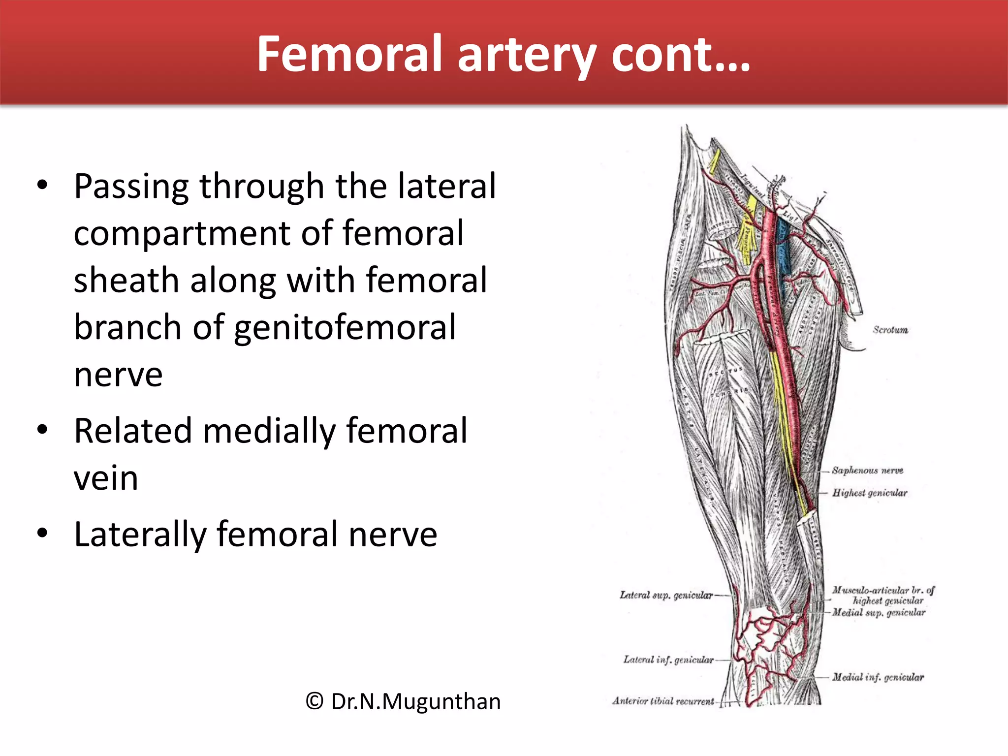 Femoral triangle & inguinal lymph nodes Dr.N.Mugunthan | PDF