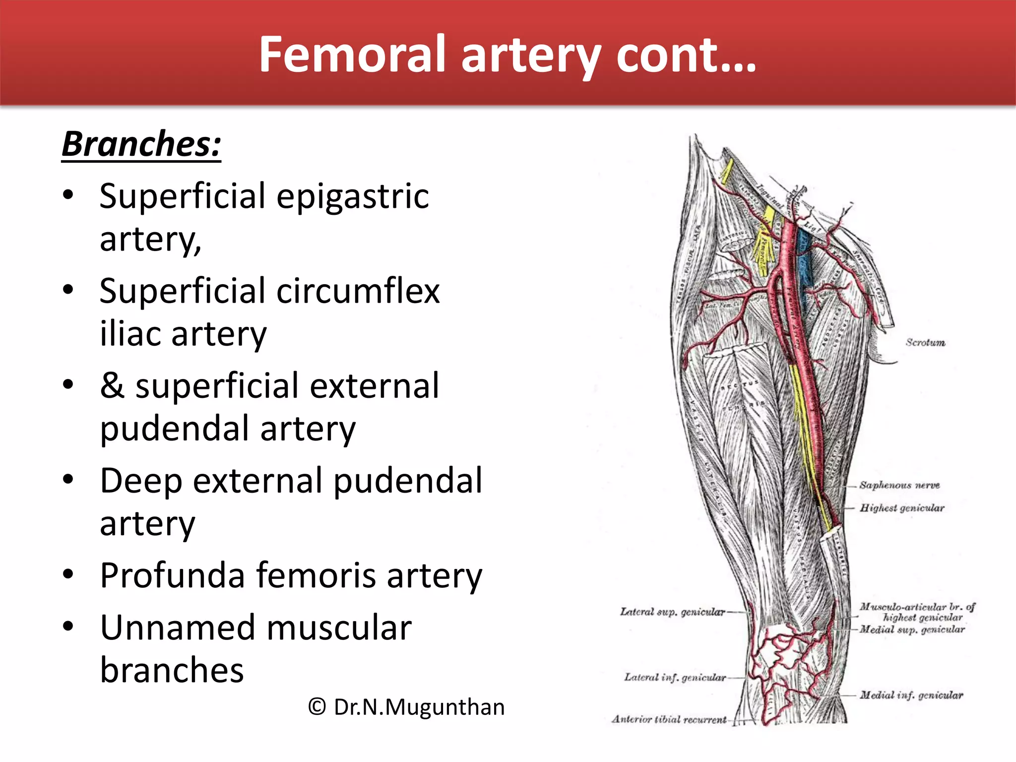 Femoral triangle & inguinal lymph nodes Dr.N.Mugunthan | PDF