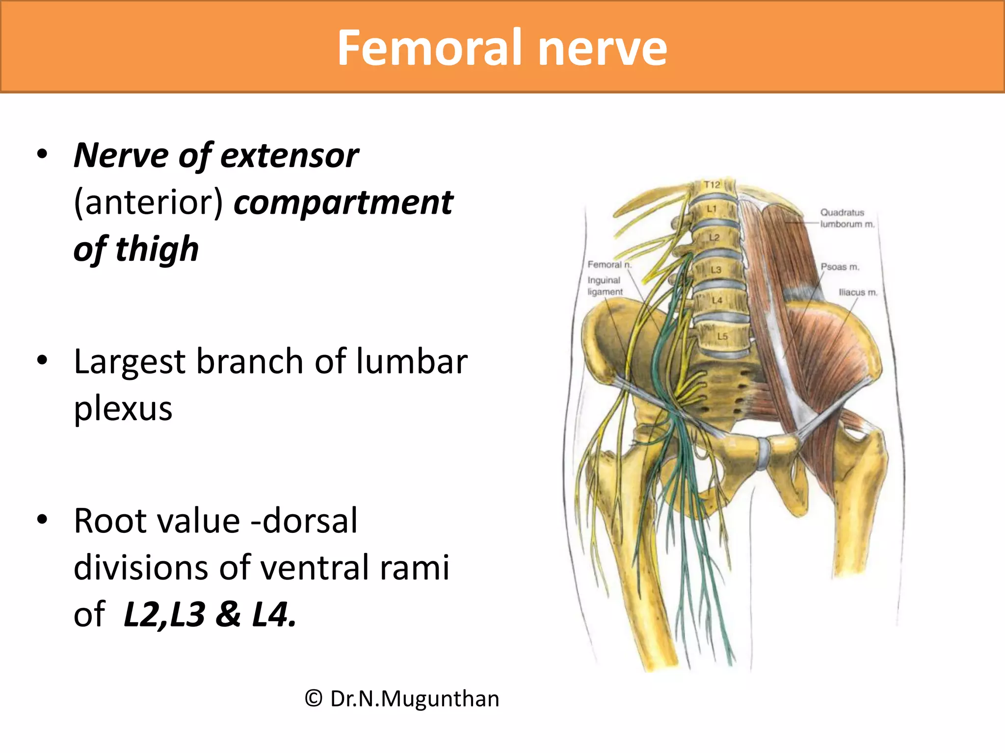 Femoral triangle & inguinal lymph nodes Dr.N.Mugunthan | PDF