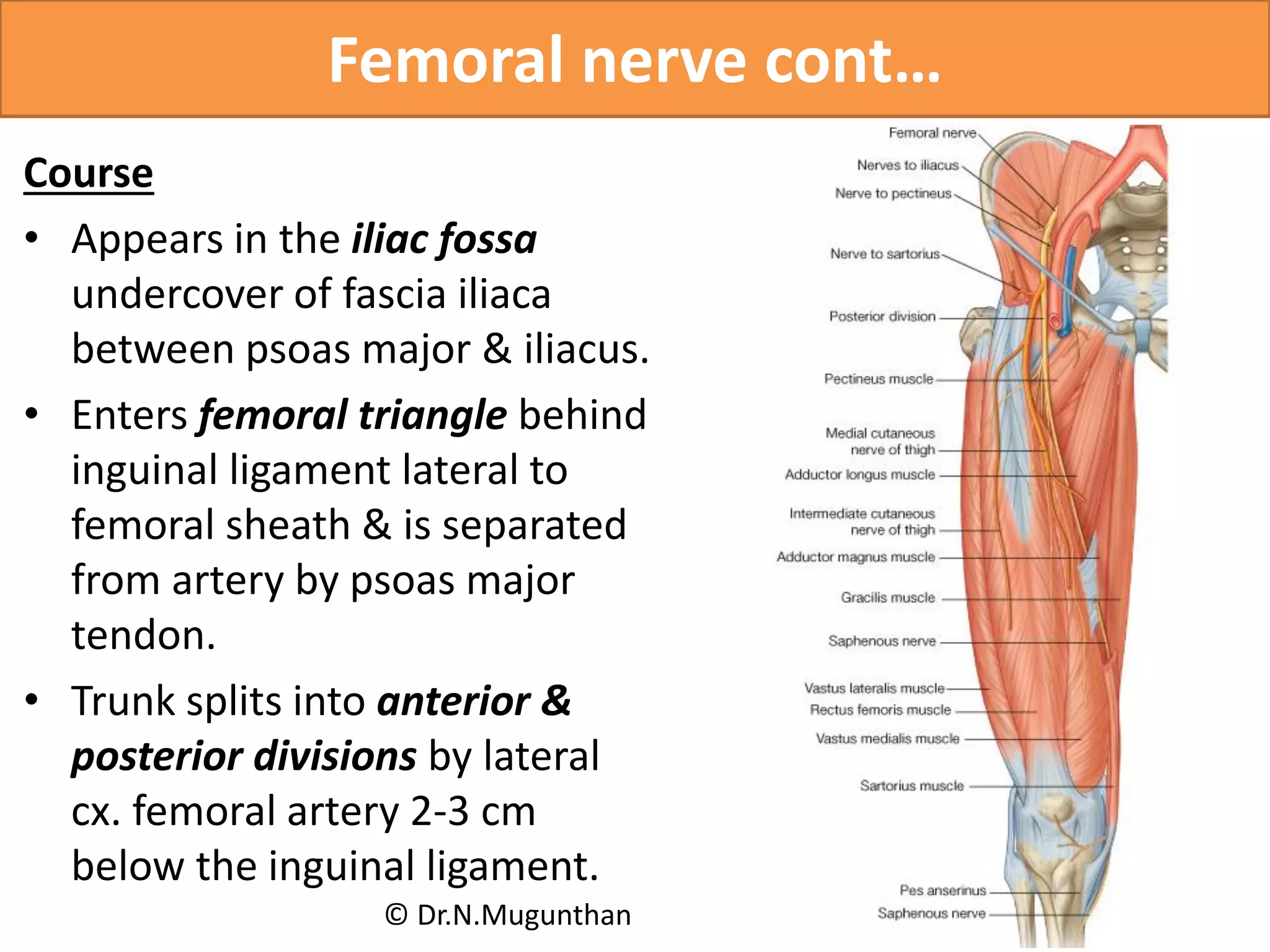 Femoral triangle & inguinal lymph nodes Dr.N.Mugunthan | PDF