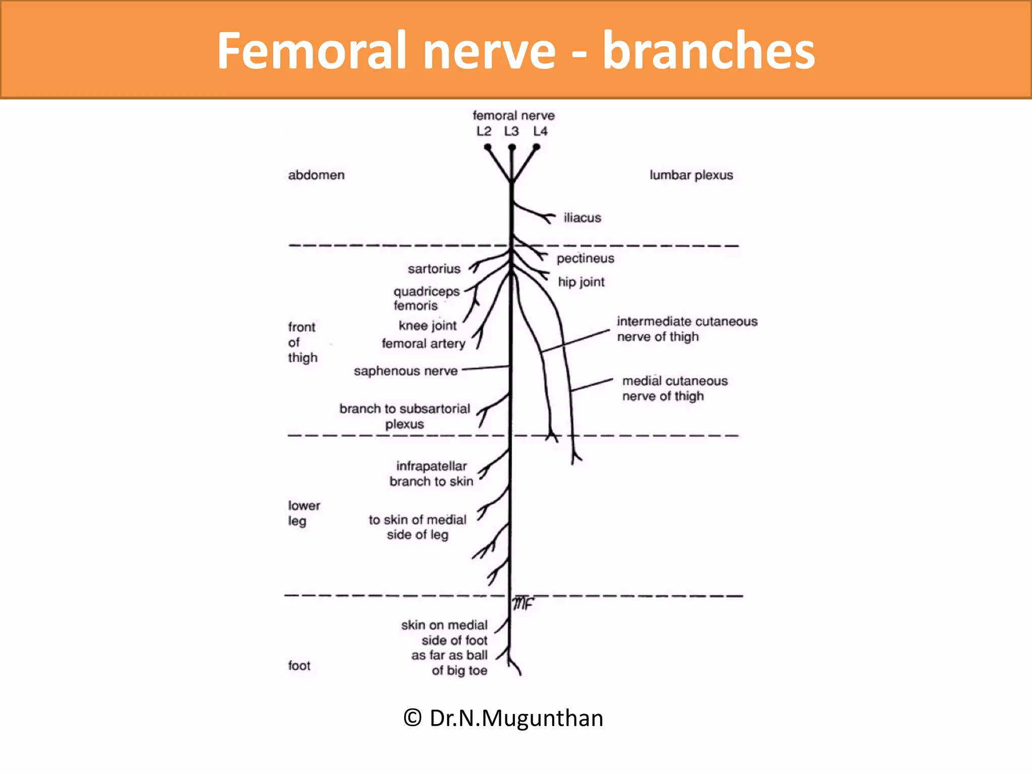 Femoral triangle & inguinal lymph nodes Dr.N.Mugunthan | PDF