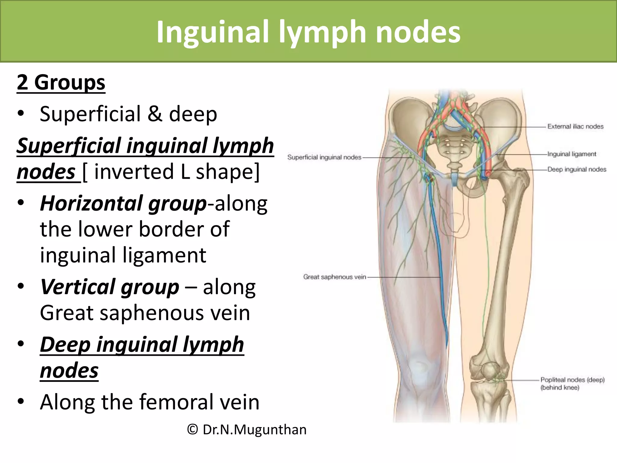 Femoral triangle & inguinal lymph nodes Dr.N.Mugunthan | PDF