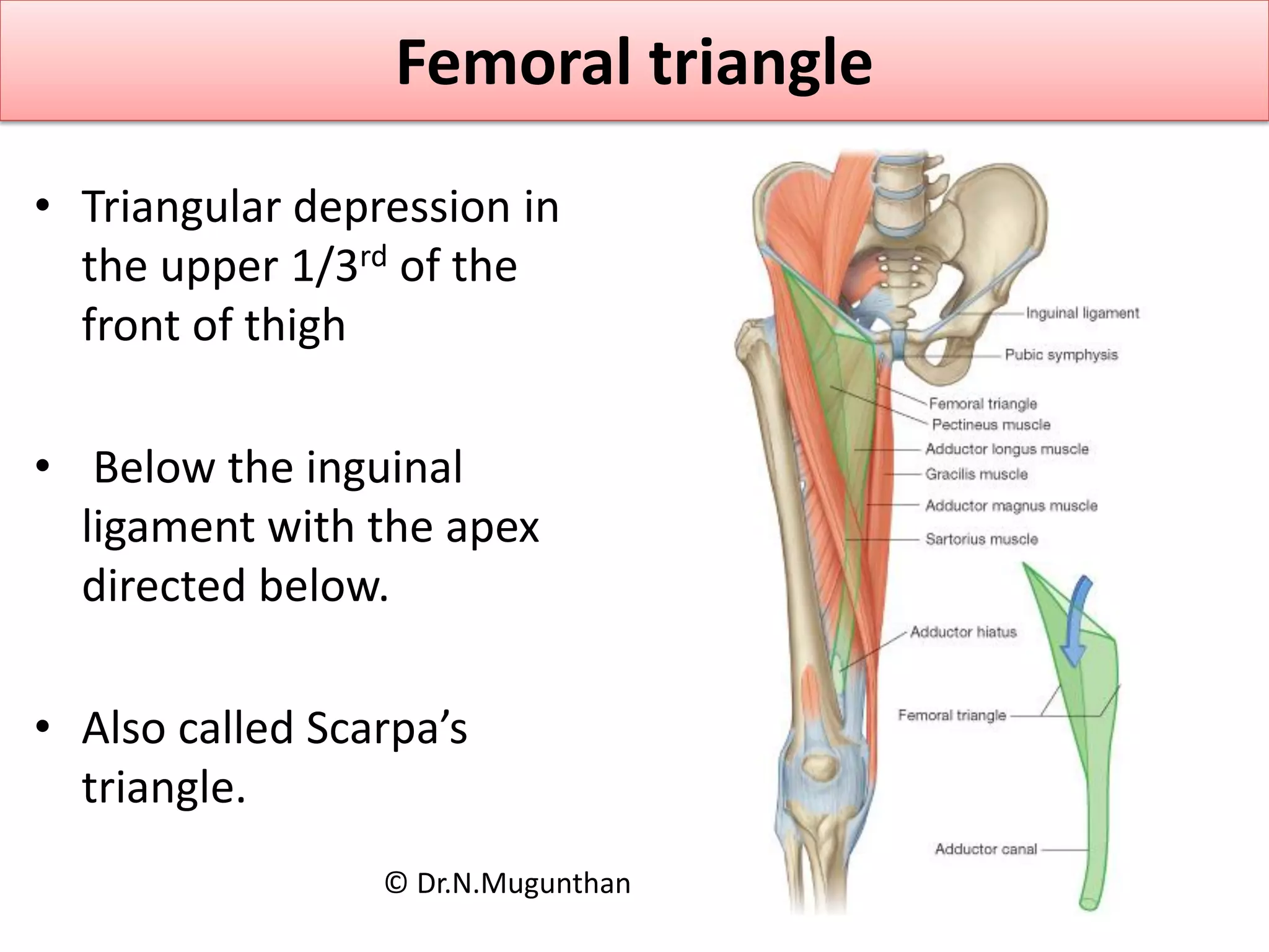 Femoral triangle & inguinal lymph nodes Dr.N.Mugunthan | PDF | Death ...