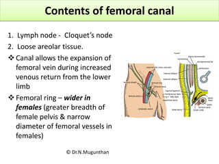 Femoral triangle & inguinal lymph nodes Dr.N.Mugunthan | PDF