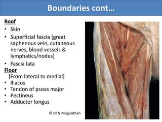 Femoral triangle & inguinal lymph nodes Dr.N.Mugunthan | PDF