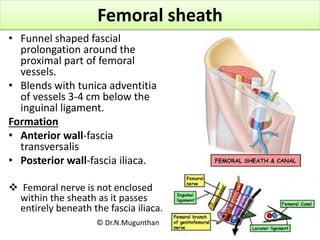Femoral Sheath Line