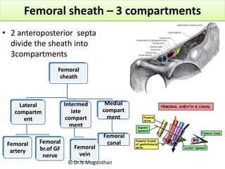 Femoral Sheath