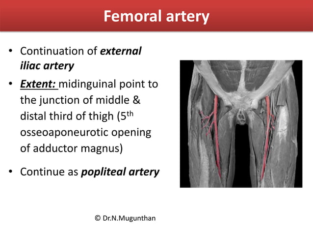 Femoral triangle & inguinal lymph nodes Dr.N.Mugunthan