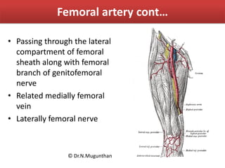 Femoral triangle & inguinal lymph nodes Dr.N.Mugunthan