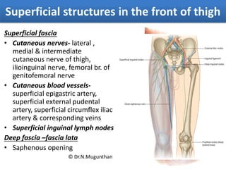 Superficial Inguinal Lymph Nodes