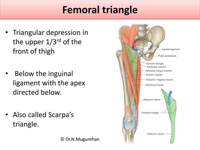 Femoral Triangle And Inguinal Lymph Nodes Drnmugunthan