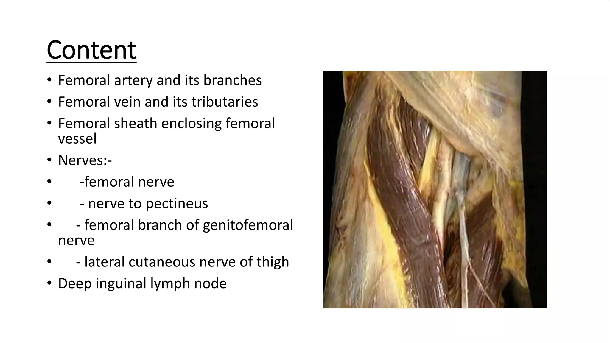 FEMORAL TRIANGLE PDF.pdf