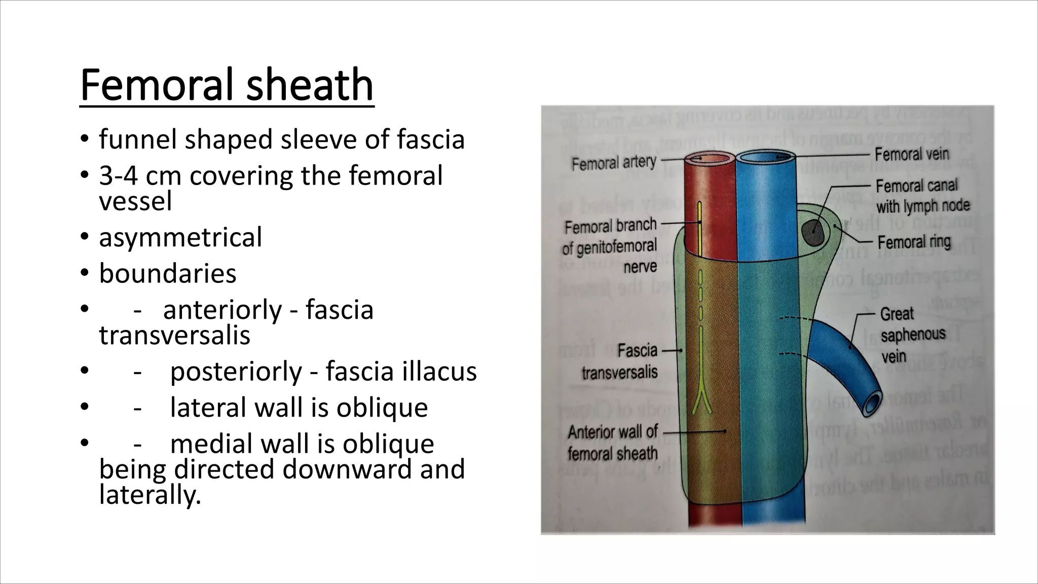FEMORAL TRIANGLE PDF.pdf