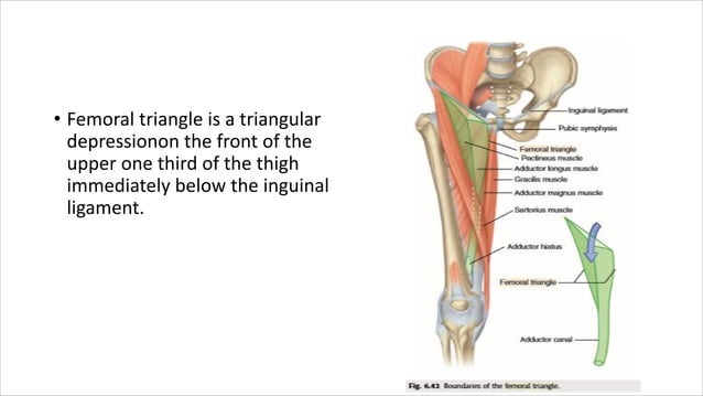 FEMORAL TRIANGLE PDF.pdf